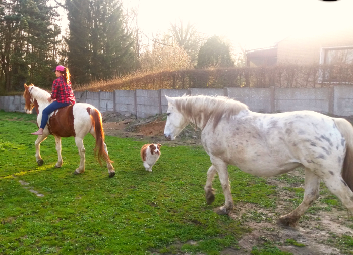 Het Paard :: Holistichealinghands